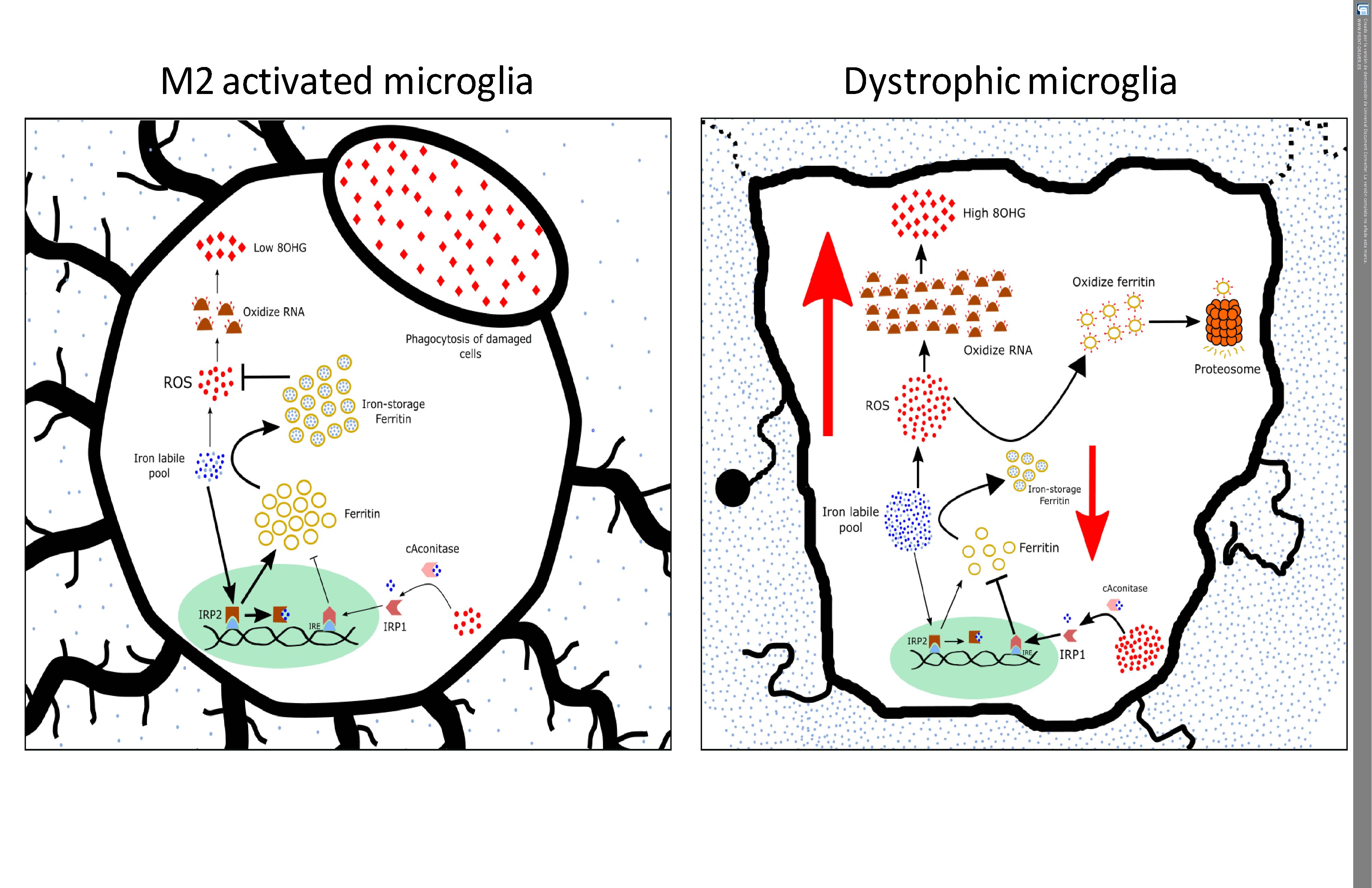 Augmentation de l’oxydation du fer, de l’ARN et de la microglie ...
